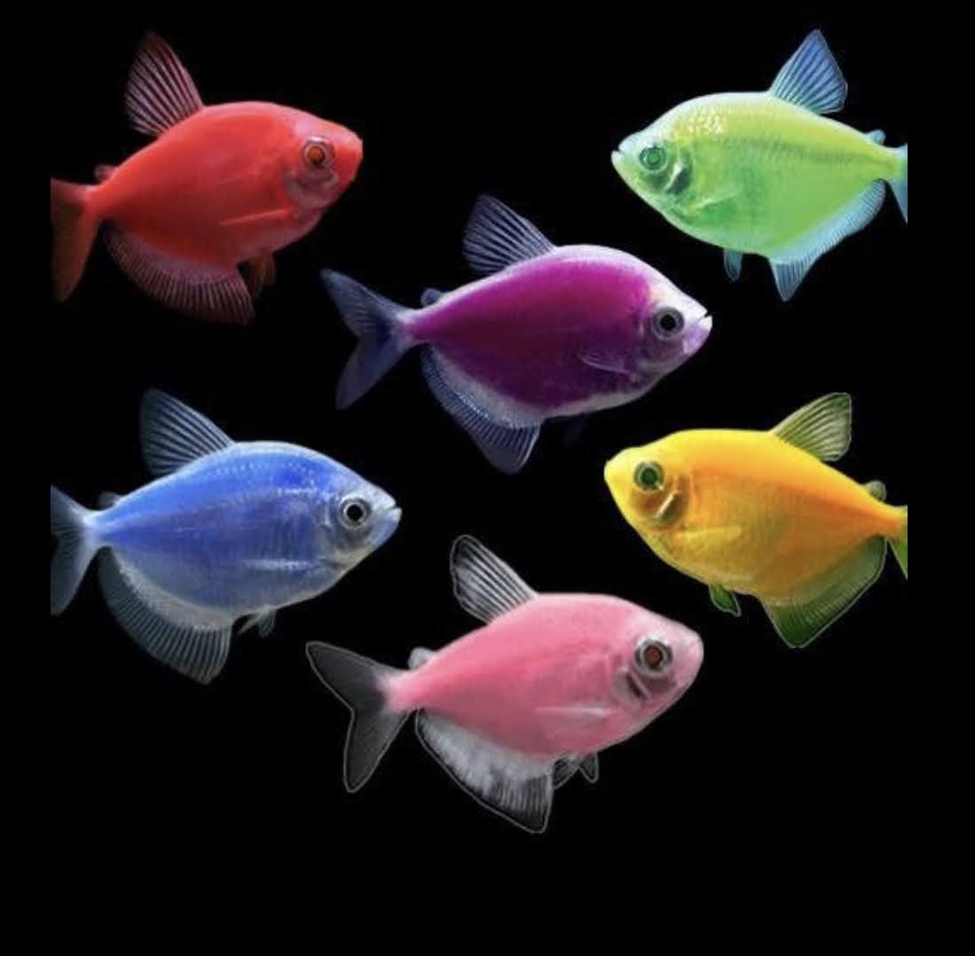 Freshwater Fish – Neptunes Aquariums